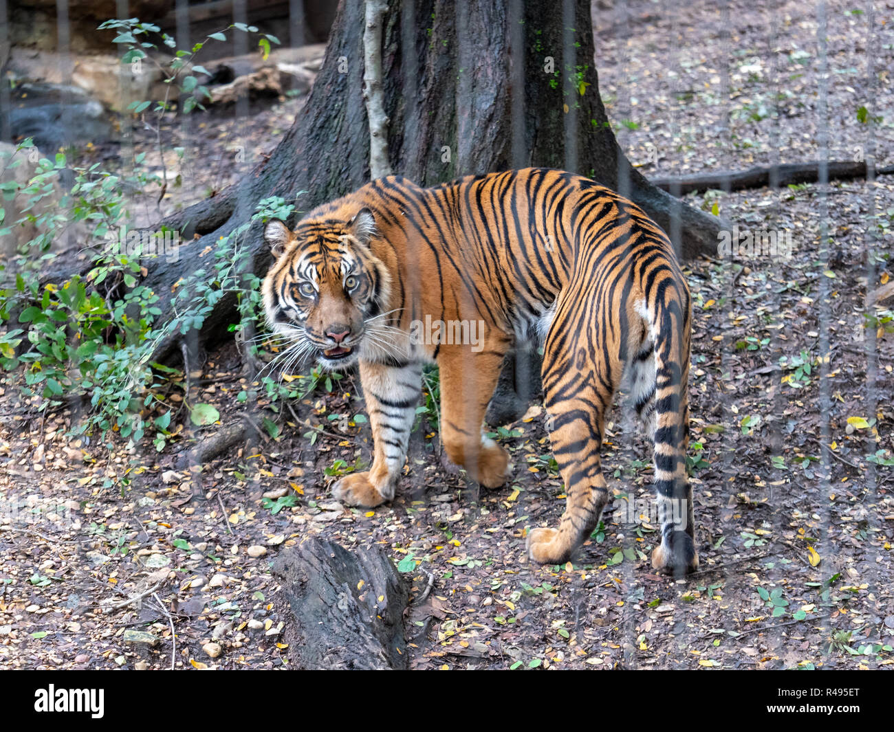 White bengal tiger behind bars hi-res stock photography and images - Alamy