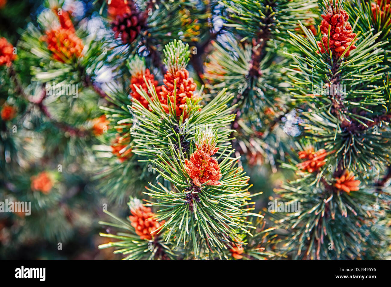 Pine cone and green needles on fir tree in krakow, poland. Nativity ...