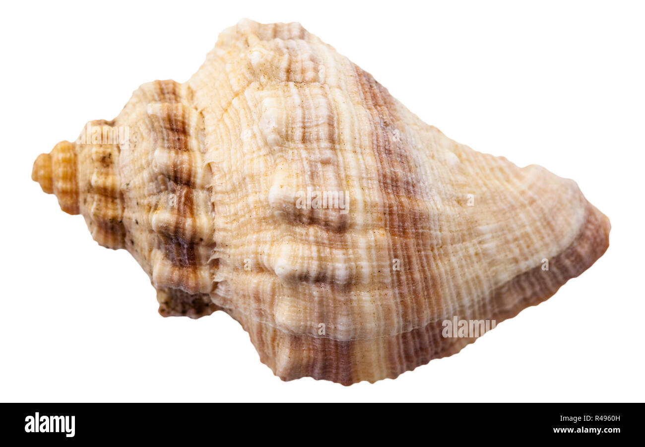 spiral shell of big sea mollusk snail isolated Stock Photo - Alamy
