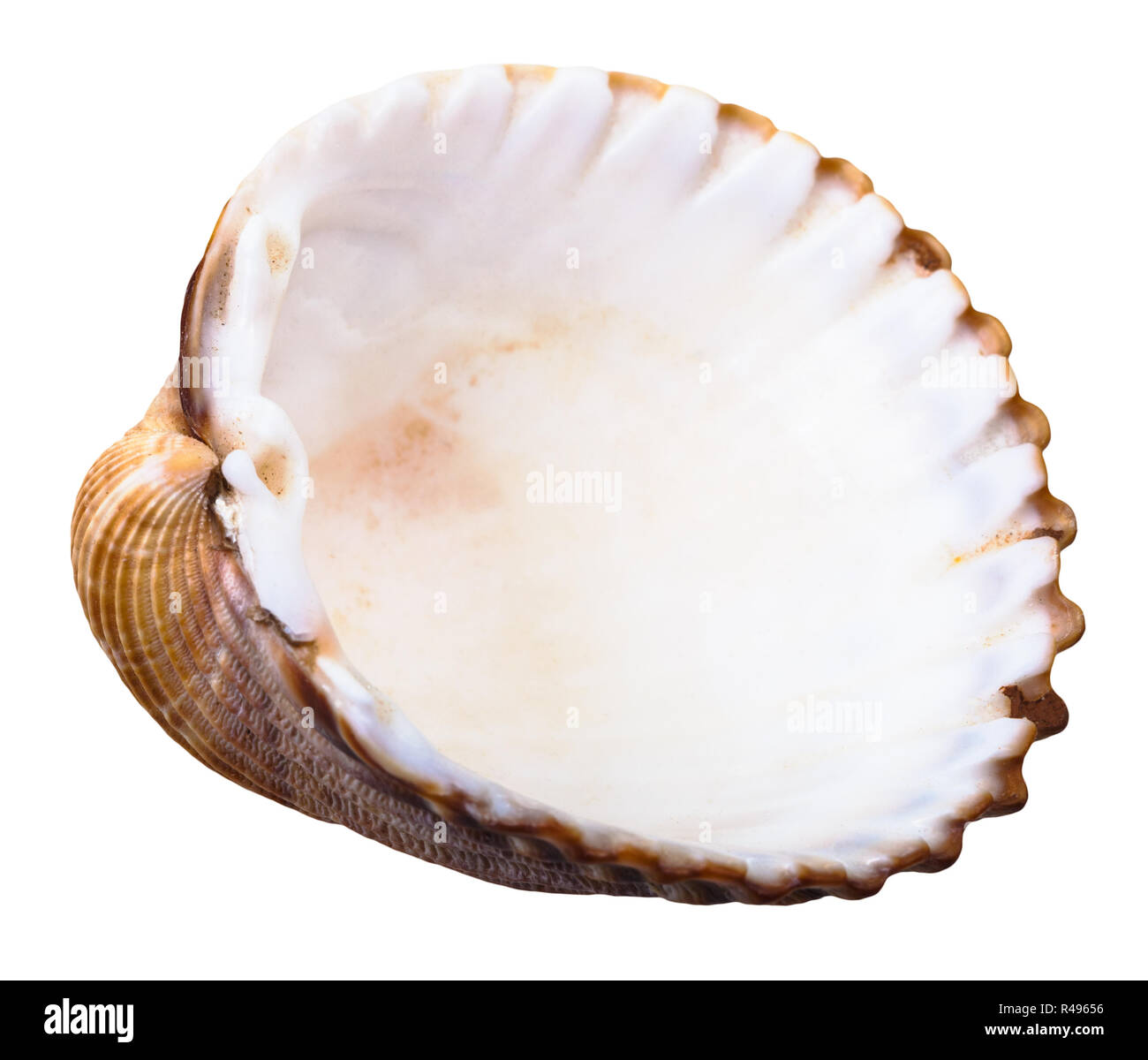 empty shell of sea clam mollusc isolated Stock Photo - Alamy