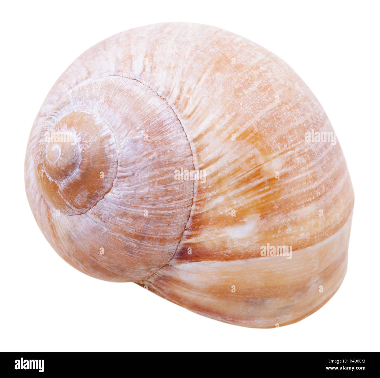 mollusk shell of gastropod snail isolated Stock Photo - Alamy