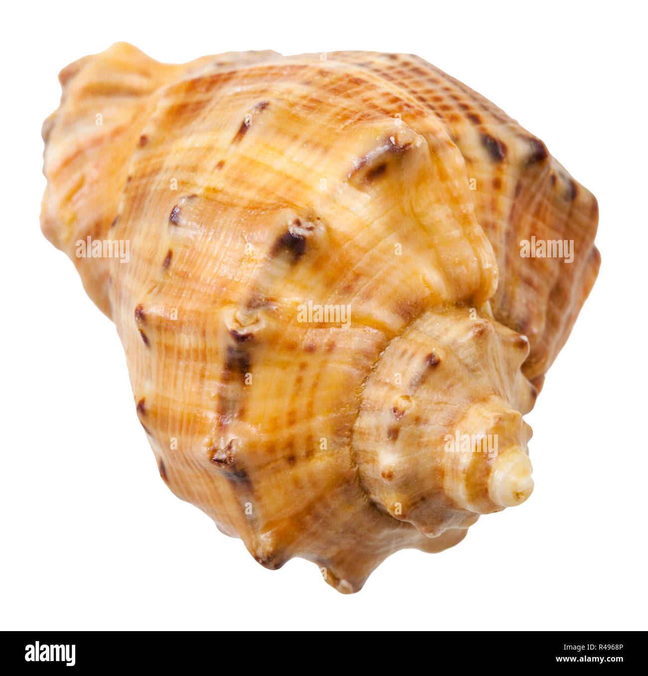 spiral shell of big sea mollusc snail isolated Stock Photo - Alamy