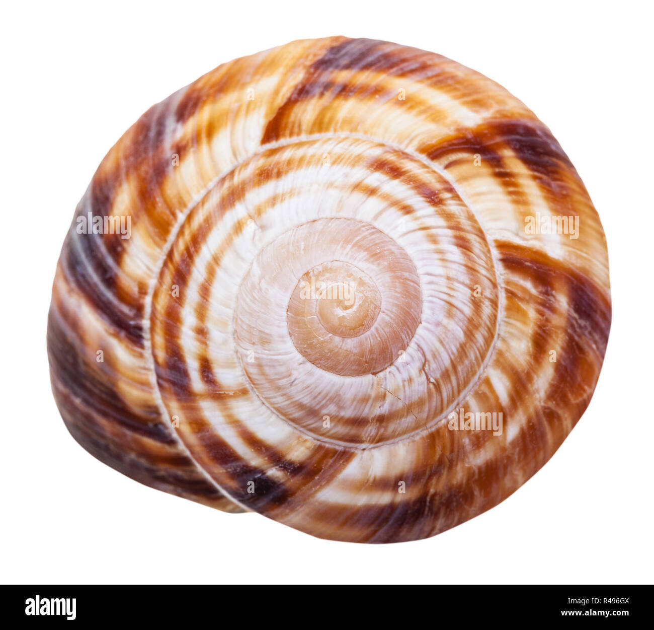 spiral mollusk shell of land snail close up Stock Photo - Alamy