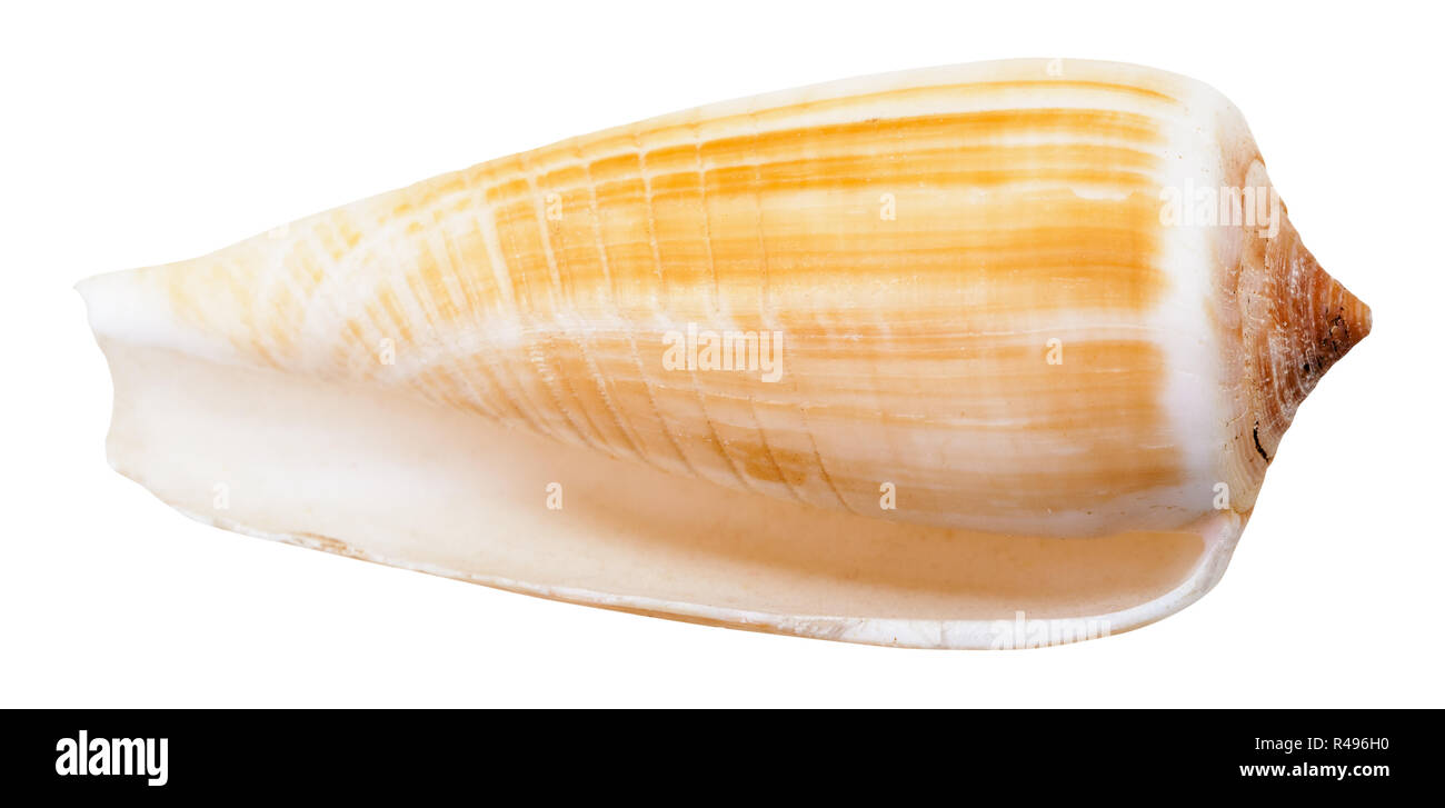empty mollusc shell of sea cone snail isolated Stock Photo - Alamy