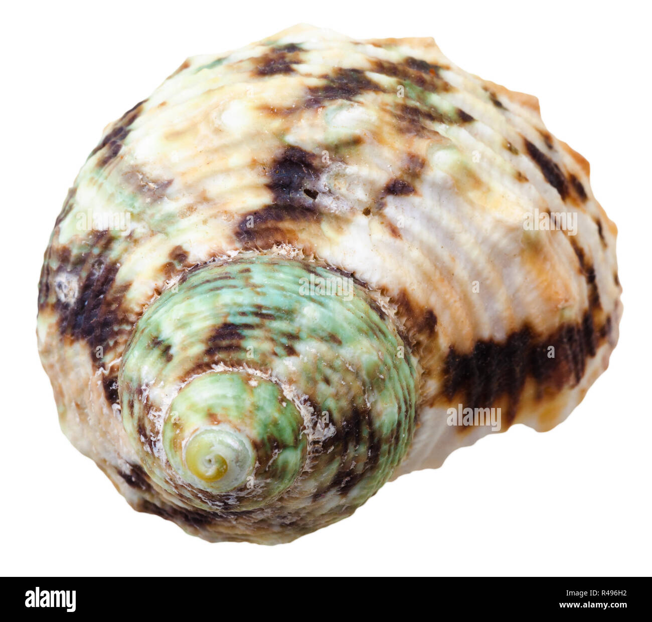 Sea snail gastropoda empty shell hi-res stock photography and images ...