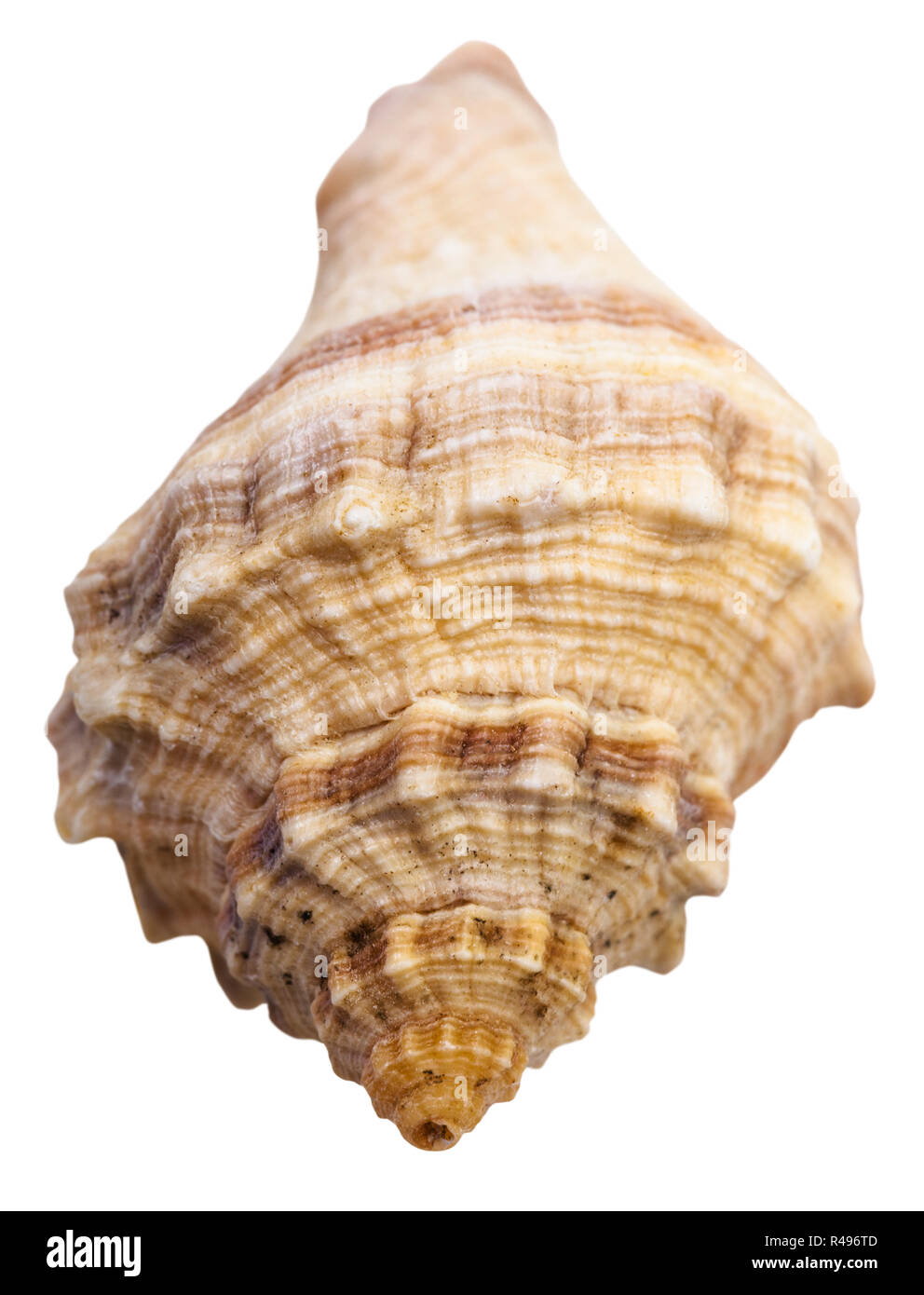 spiral shell of sea mollusc snail isolated Stock Photo - Alamy