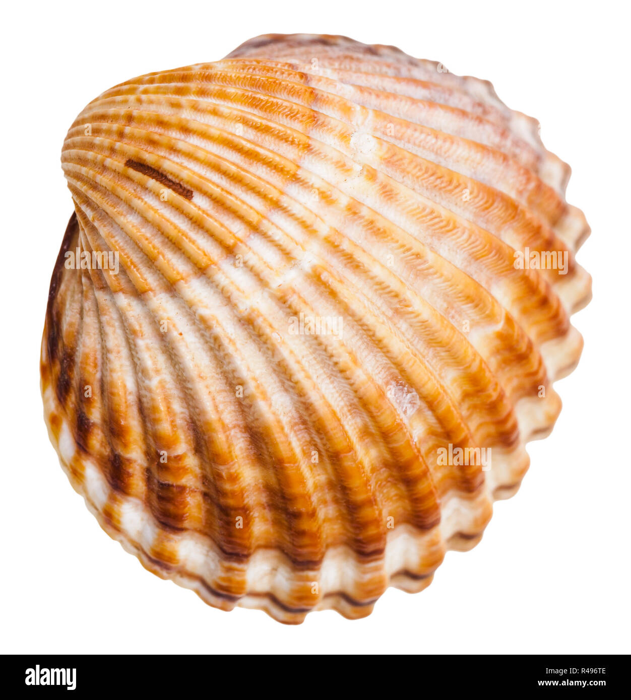 Bivalvia Cut Out Stock Images & Pictures - Alamy