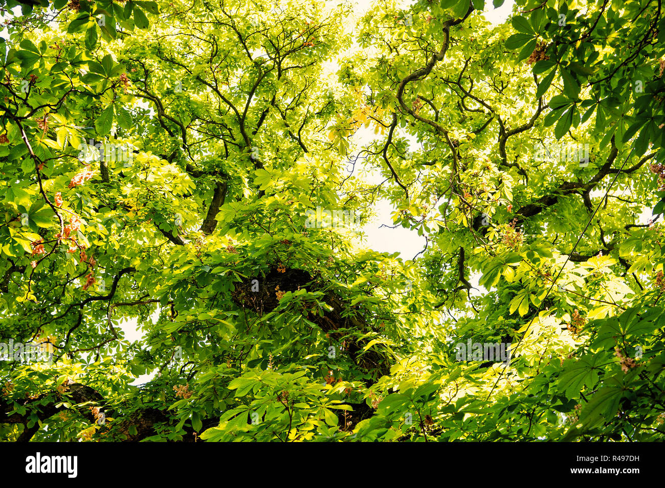 Tree of chestnut with green leaves in Prague, Czech Republic, on sunny ...