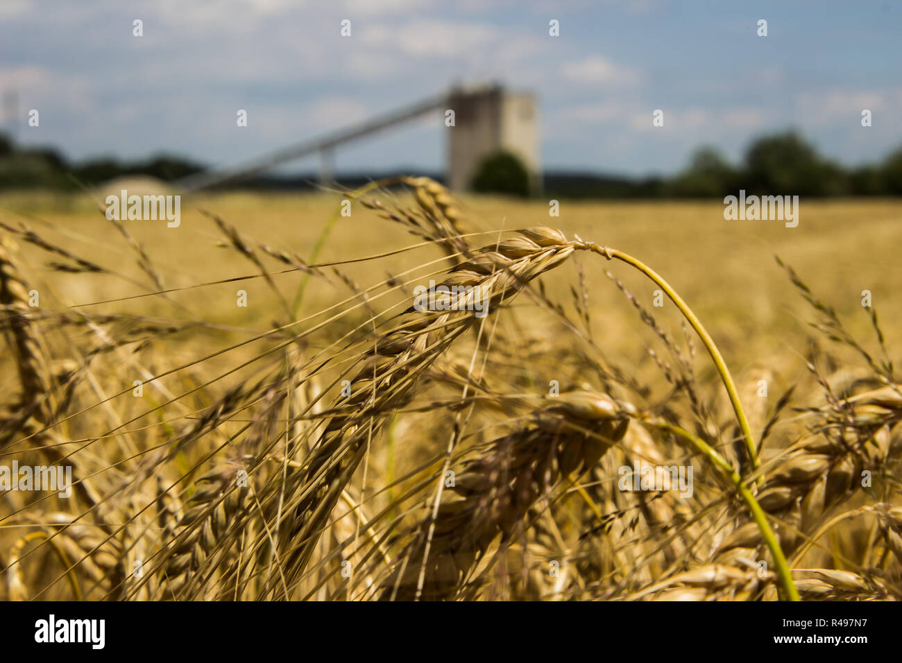 Cornfield snow fog hi-res stock photography and images - Alamy