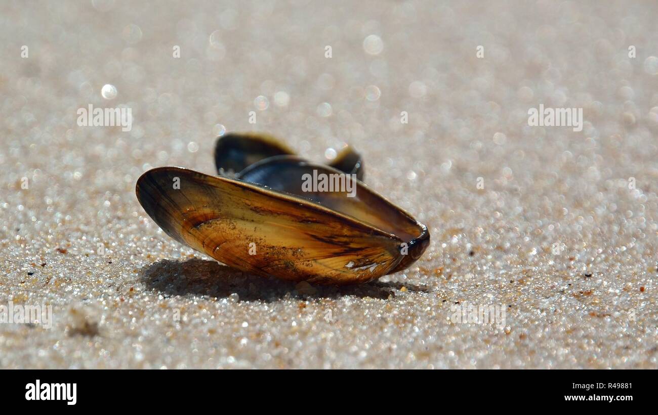 mussel shell on the beach of sylt Stock Photo - Alamy