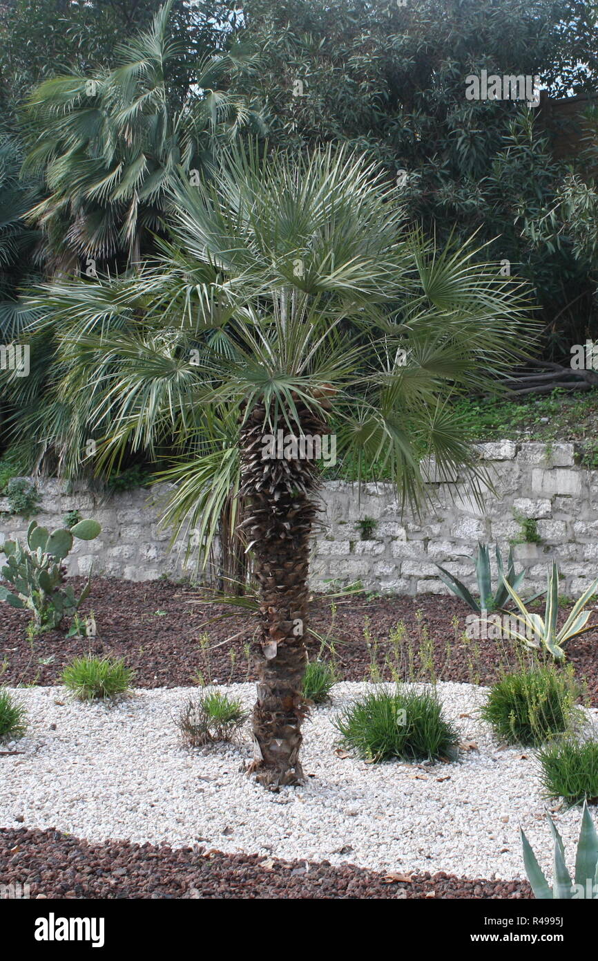 Palmenbeet hi-res stock photography and images - Alamy