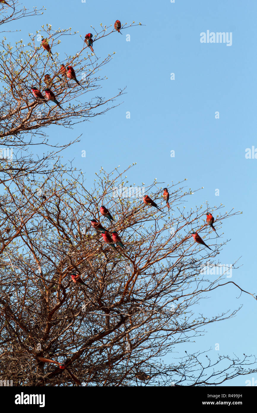 large nesting colony of Nothern Carmine Bee-eater Stock Photo - Alamy