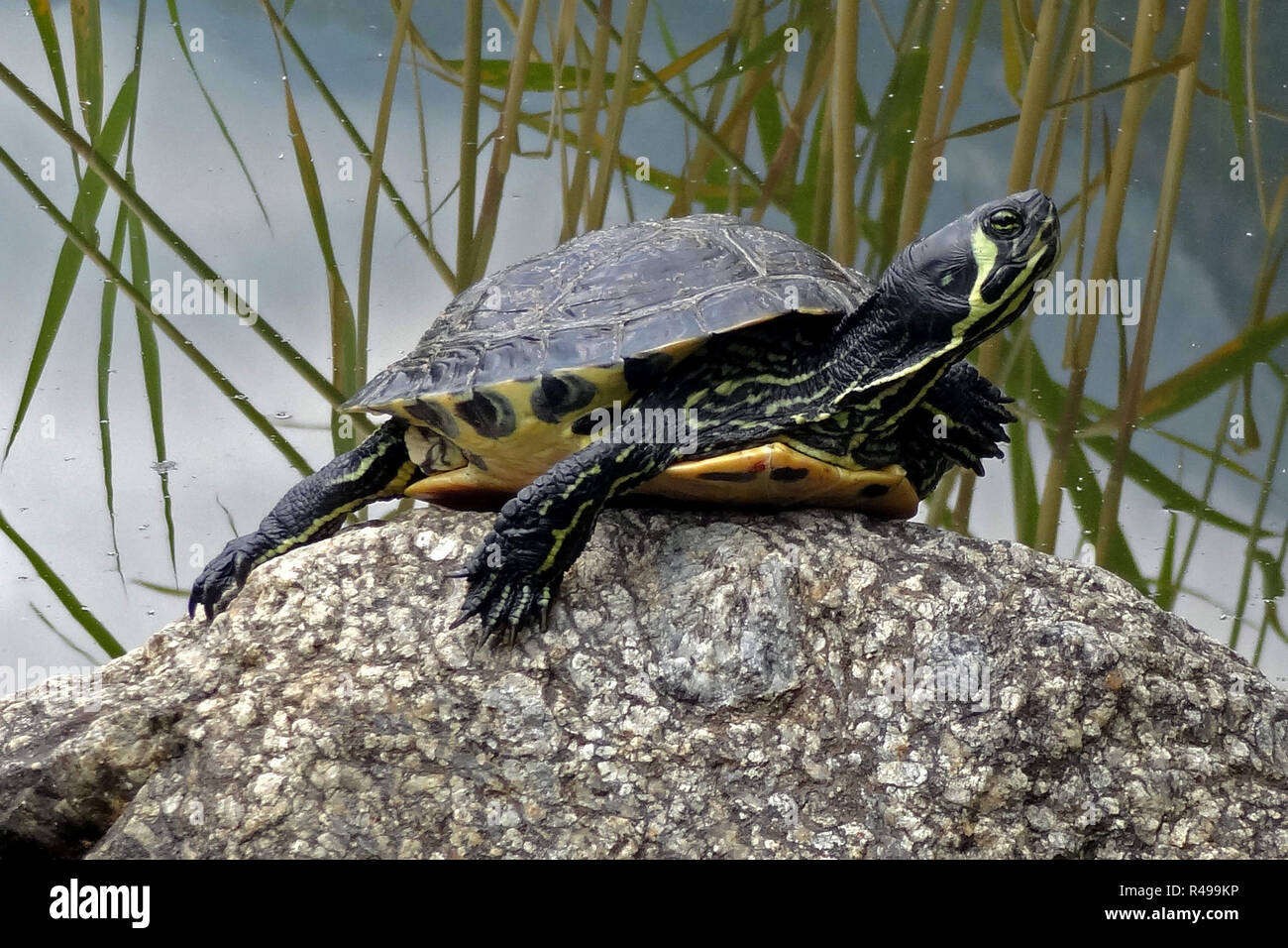 Fresh water turtles hi-res stock photography and images - Alamy