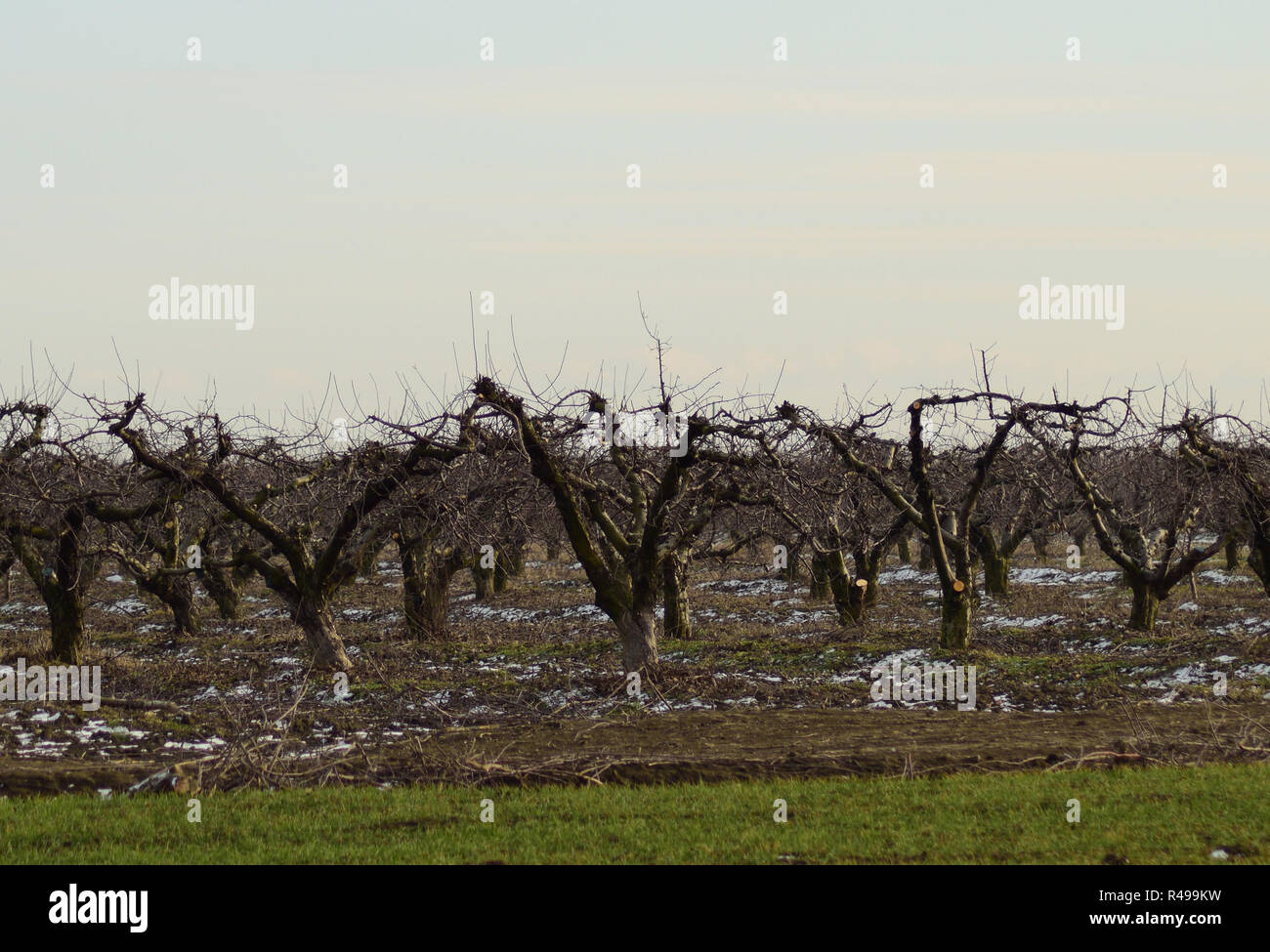 Orchard method hi-res stock photography and images - Alamy