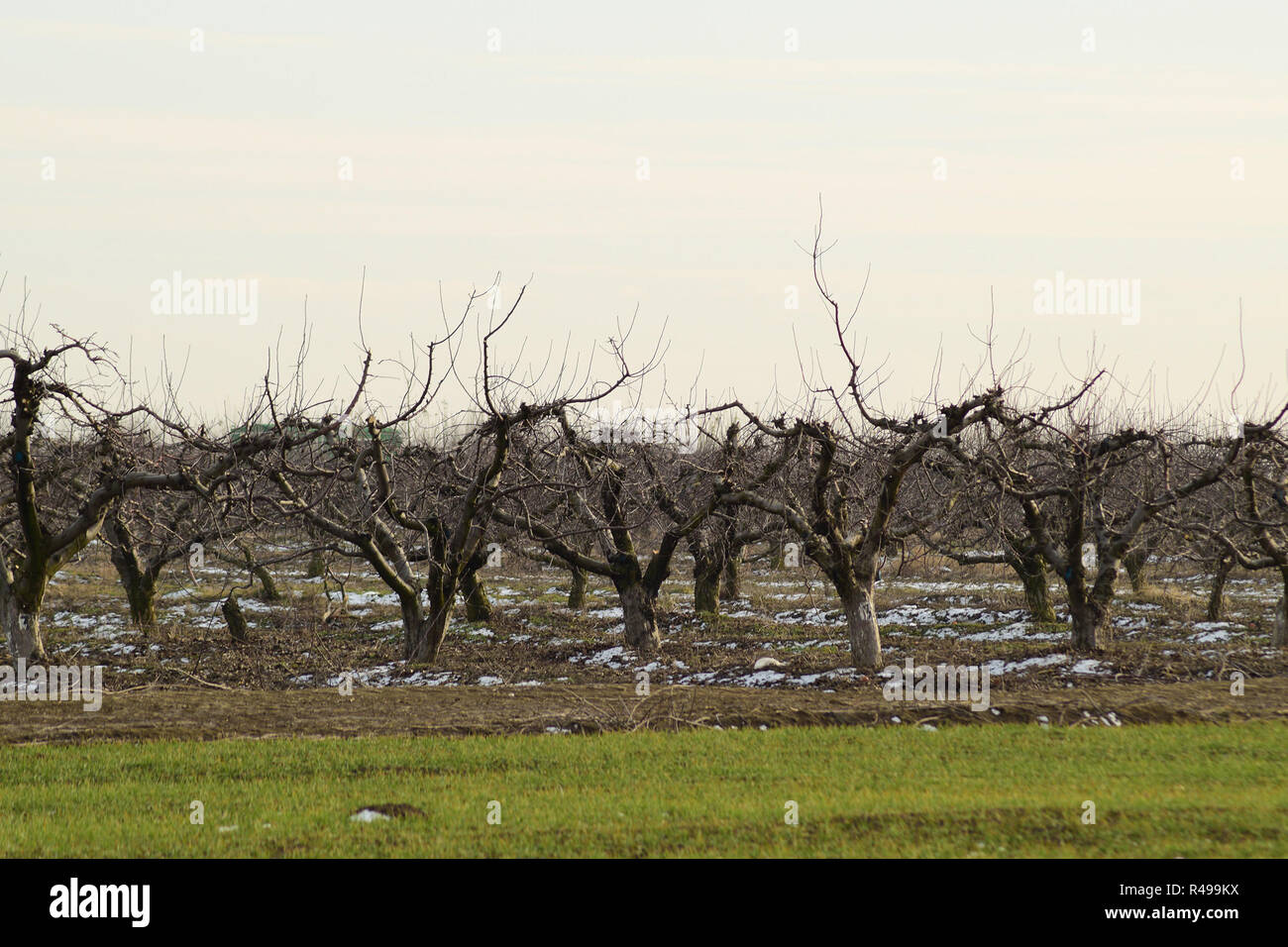 Cropped trees in the apple orchard Stock Photo - Alamy