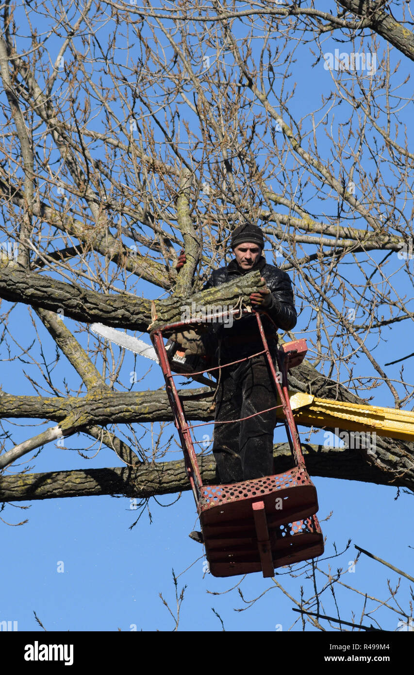 Pruning trees using a lift-arm Stock Photo - Alamy