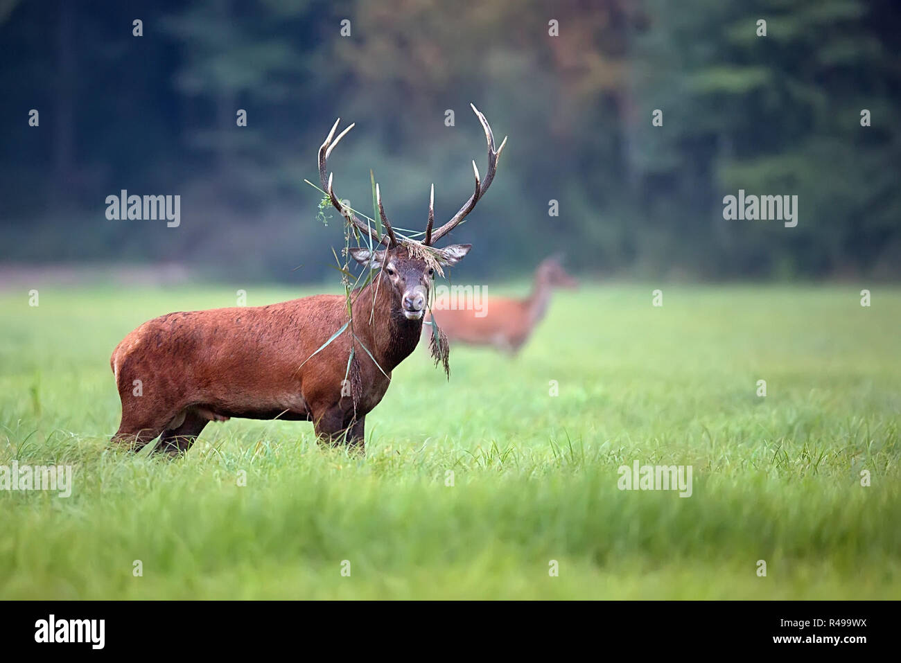 Red deer in a clearing Stock Photo - Alamy
