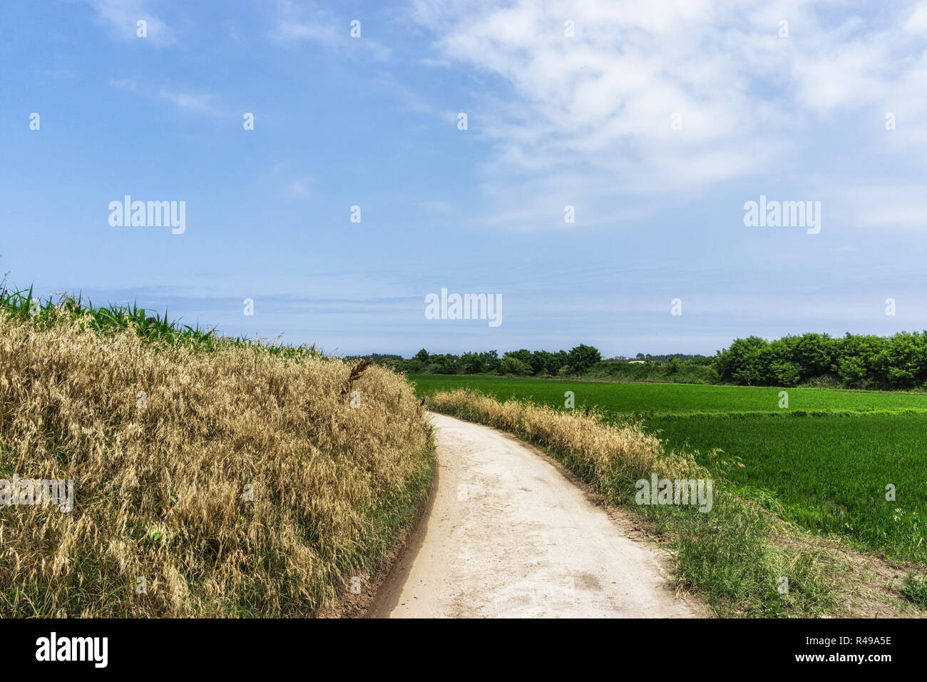 rural road near the rice farm Stock Photo - Alamy