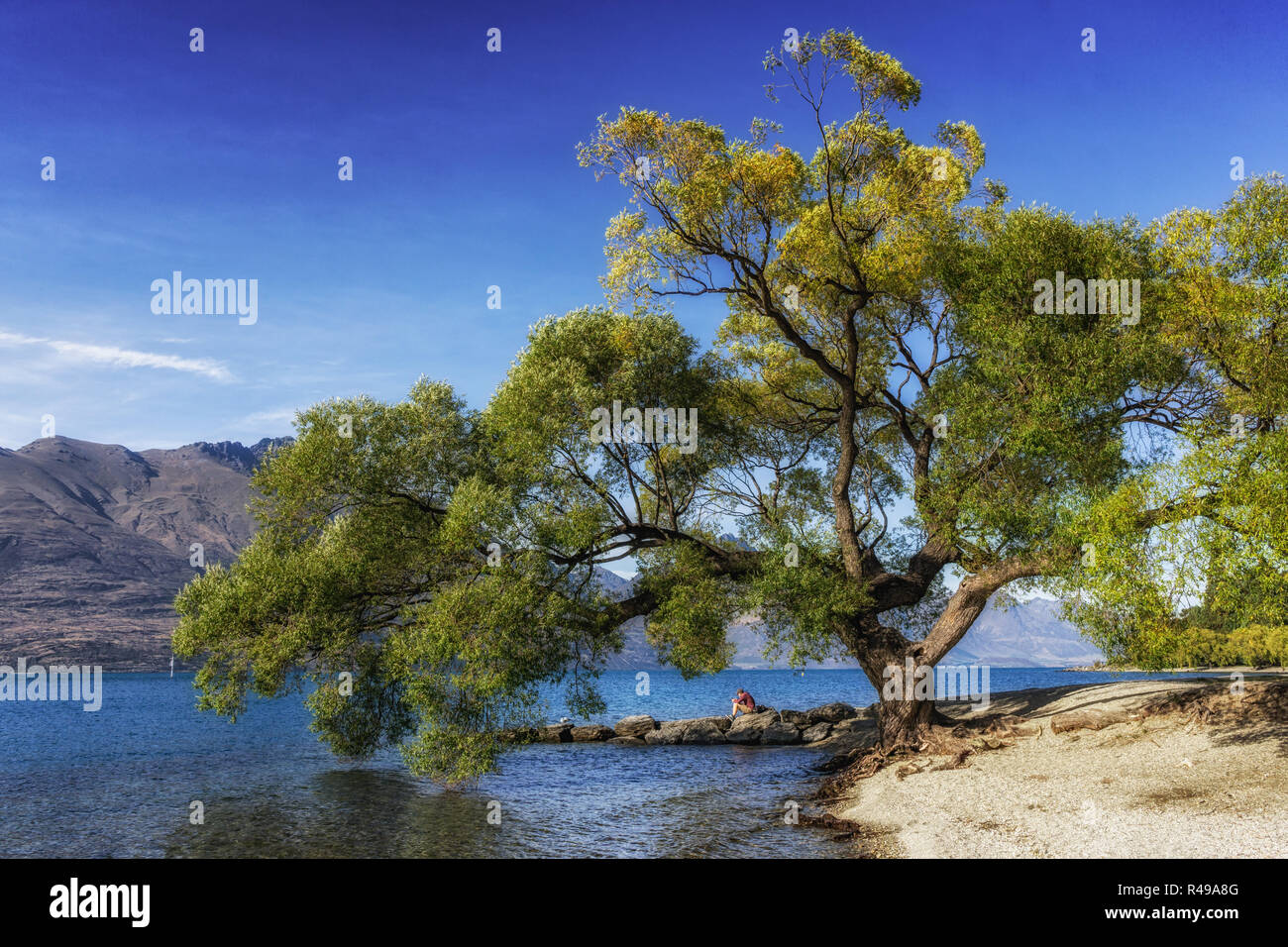 tree by lake wakatipu Stock Photo - Alamy