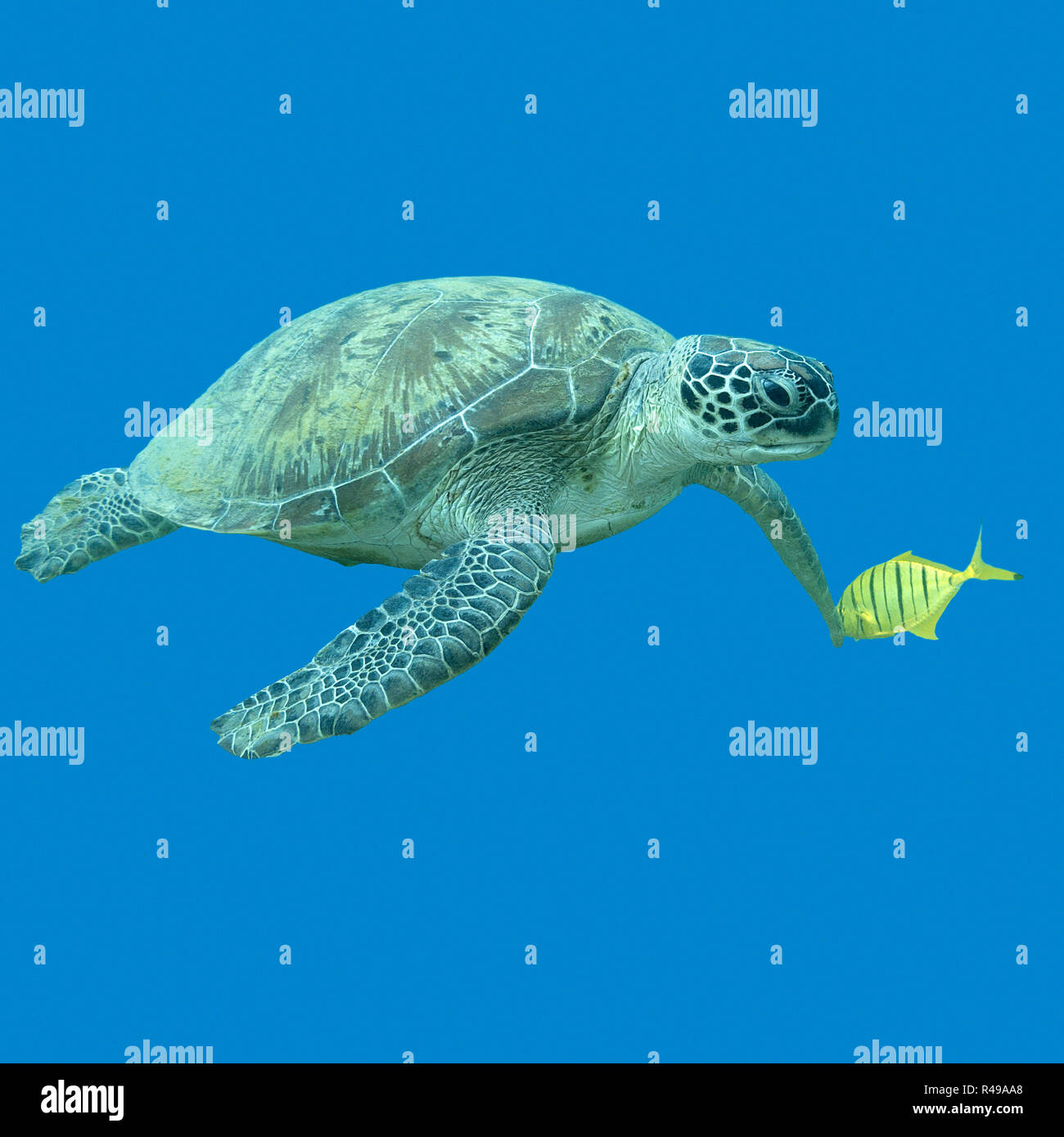 single great turtle in tropical sea , underwater Stock Photo - Alamy
