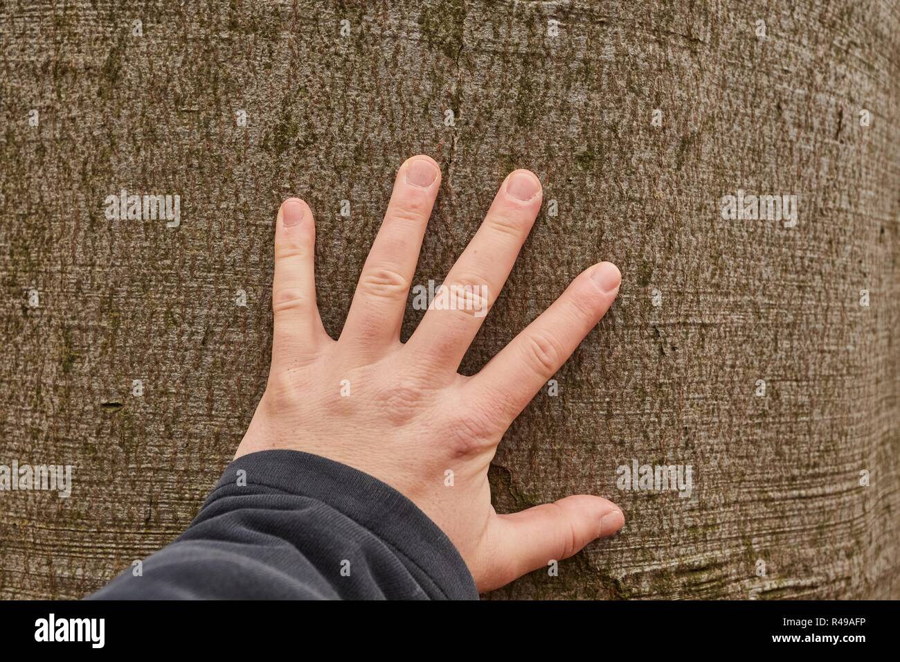 Tree Trunk Closeup Stock Photo - Alamy
