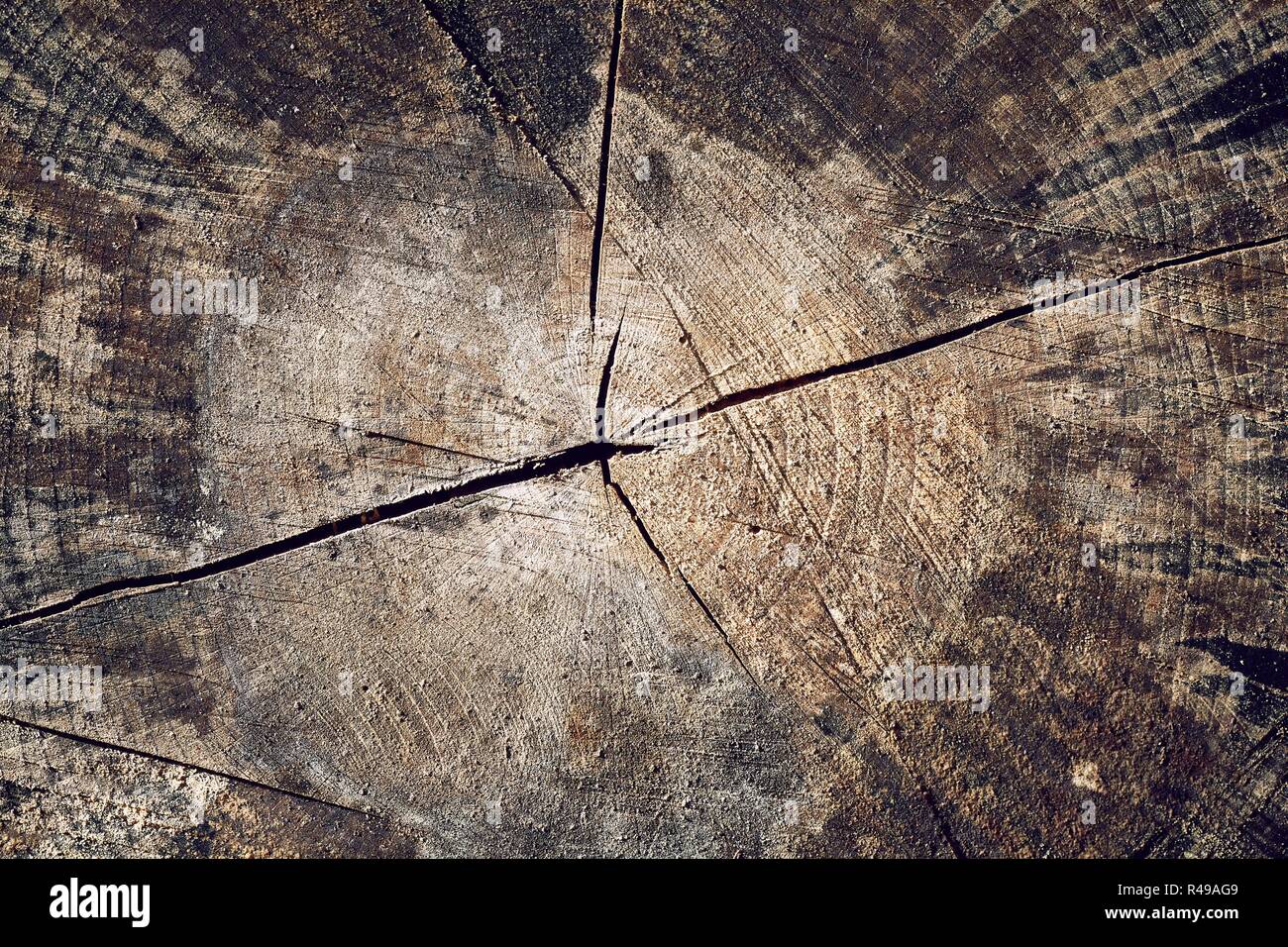 Tree trunk texture Stock Photo - Alamy