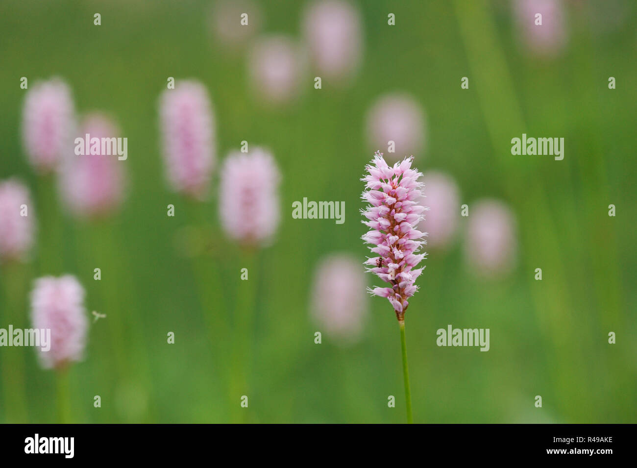 Medicinal plant bistort polygonum bistorta hi-res stock photography and ...