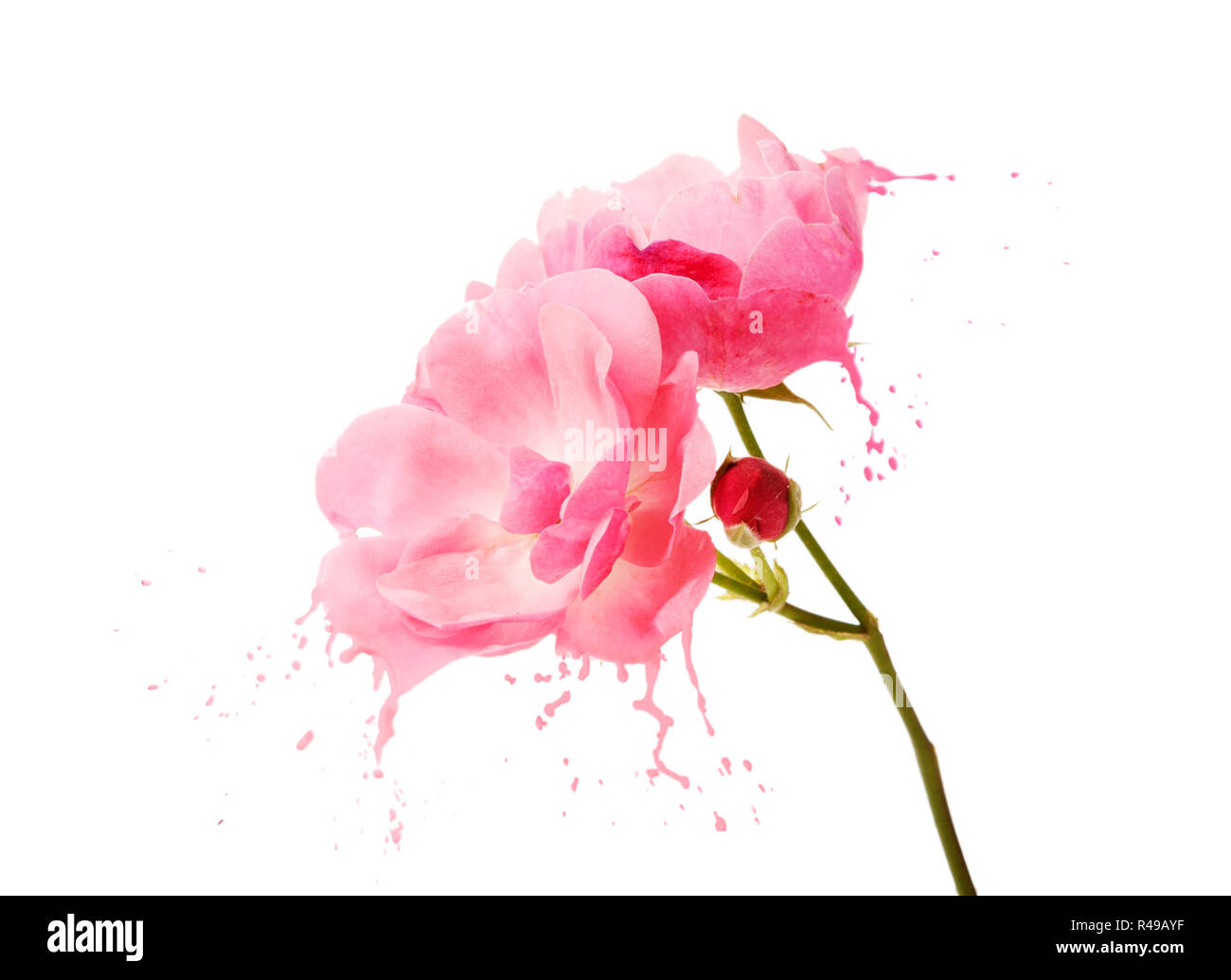 pink flower splashes Stock Photo - Alamy