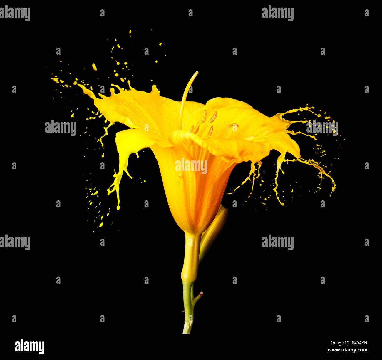 Yellow flower splashes hi-res stock photography and images - Alamy