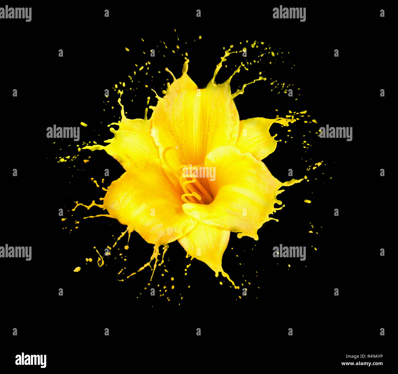 Yellow flower splashes hi-res stock photography and images - Alamy