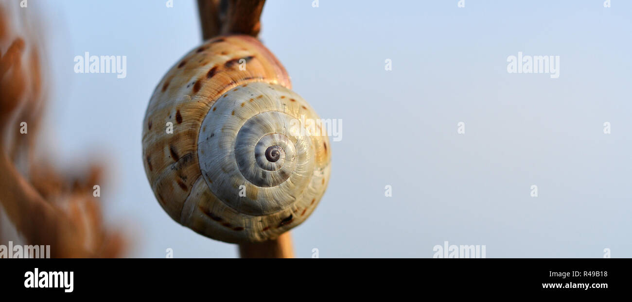 Shell whorls hi-res stock photography and images - Alamy