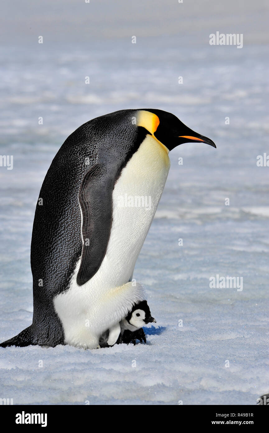 Emperor Penguin with chick Stock Photo - Alamy