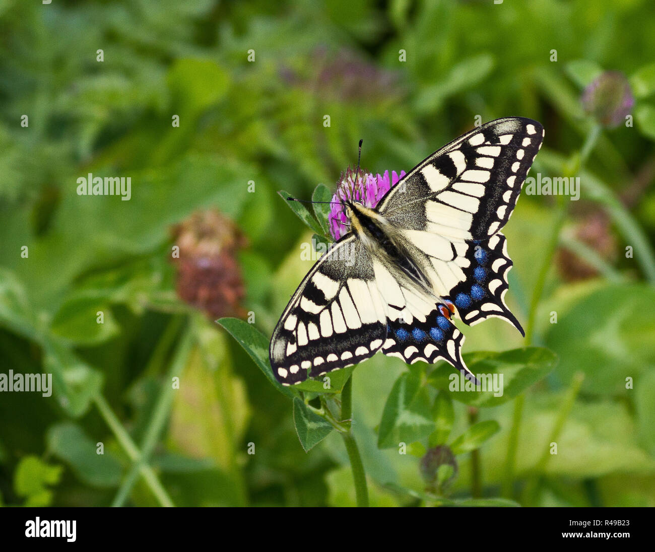 Dovetail butterfly hi-res stock photography and images - Alamy