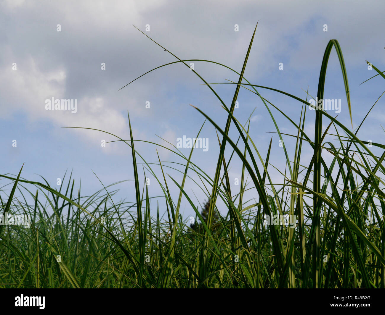 Weed free grass hi-res stock photography and images - Alamy