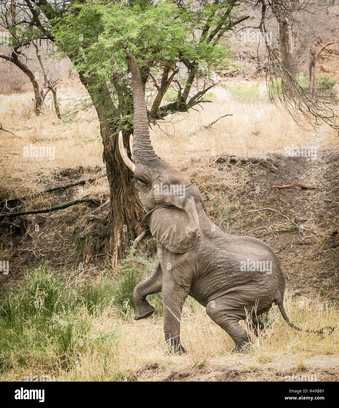 Elephant Reaching High Resolution Stock Photography and Images - Alamy