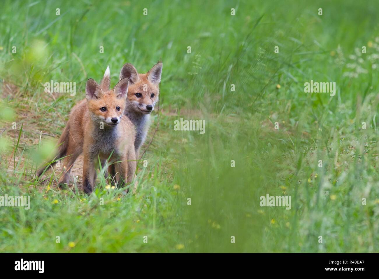 Red fox in clearing hi-res stock photography and images - Alamy