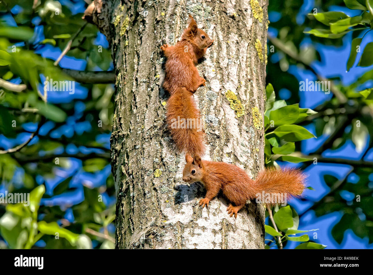 Red squirrels in the forest Stock Photo - Alamy
