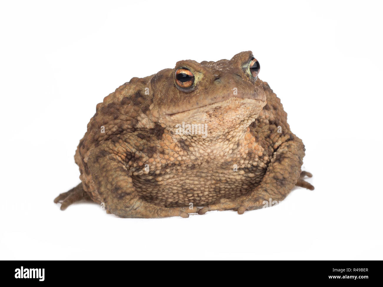 Hoptoad isolated on white background Stock Photo - Alamy