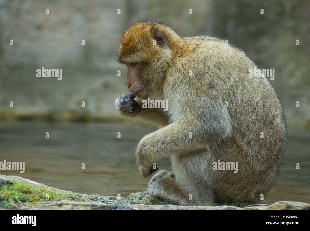 Resting Berber Ape Stock Photo - Alamy