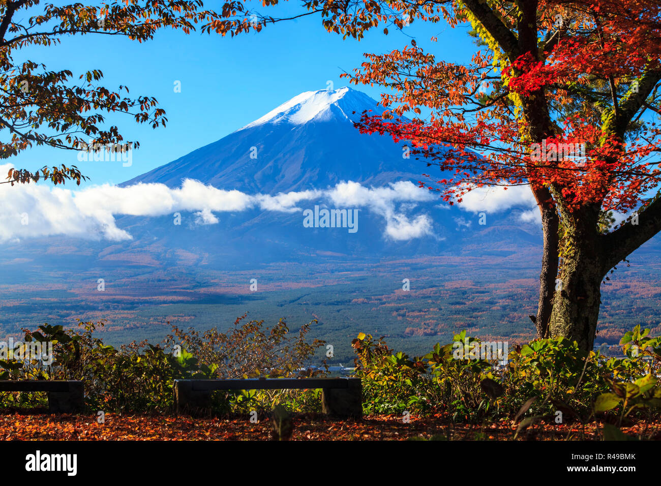The fall season of Mt. Fuji in Japan with nice yellow color Stock Photo ...