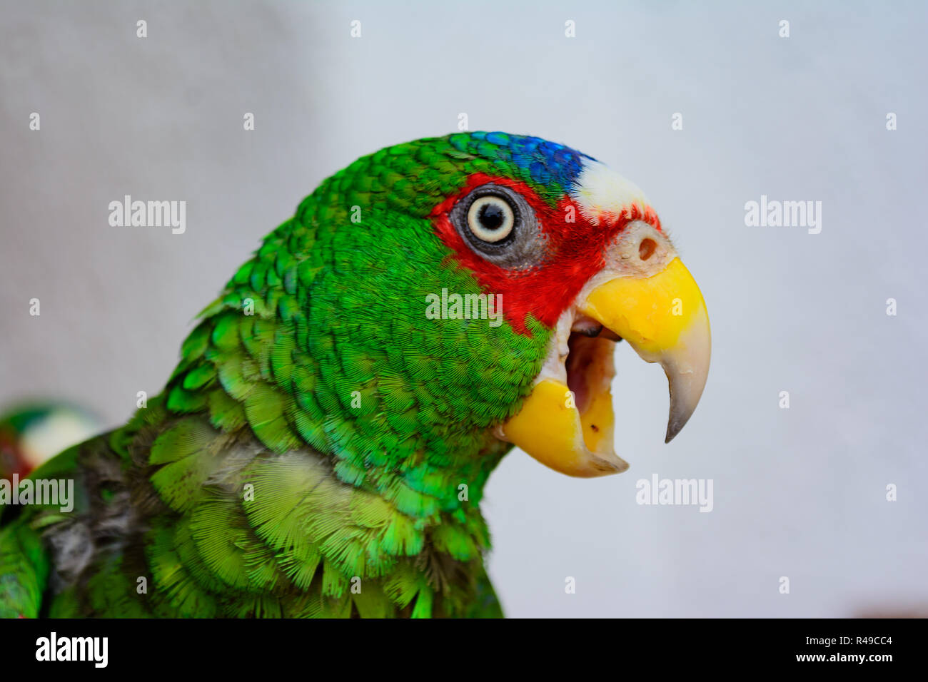 Red spectacled amazon hi-res stock photography and images - Alamy