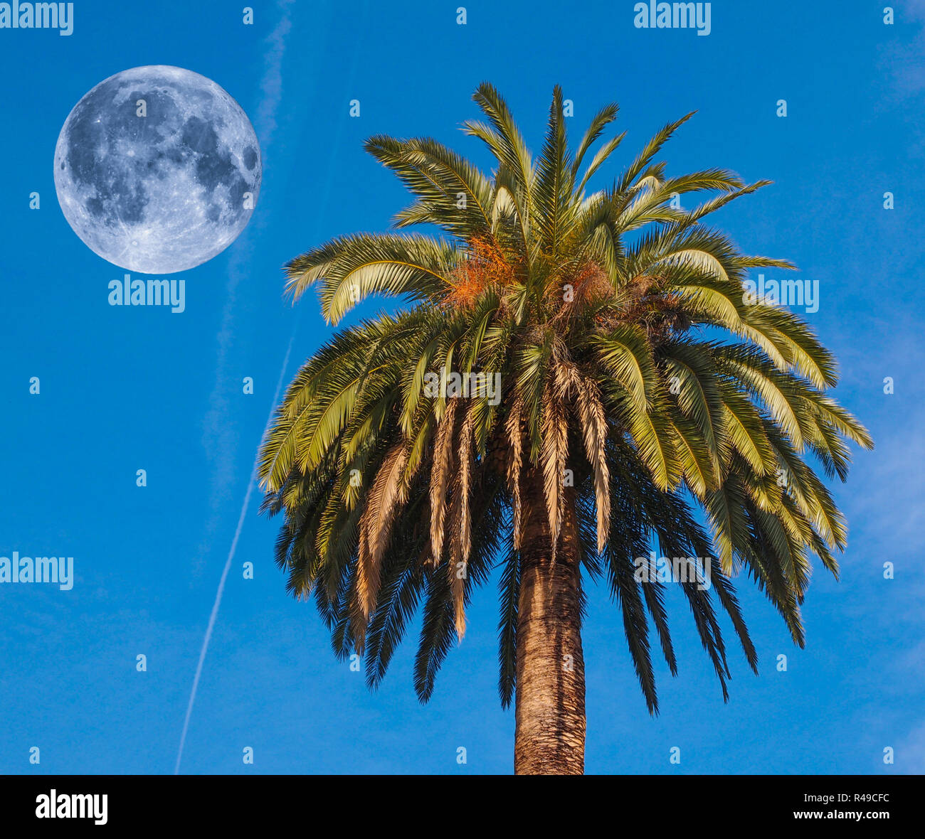 Palm tree and moon Stock Photo - Alamy