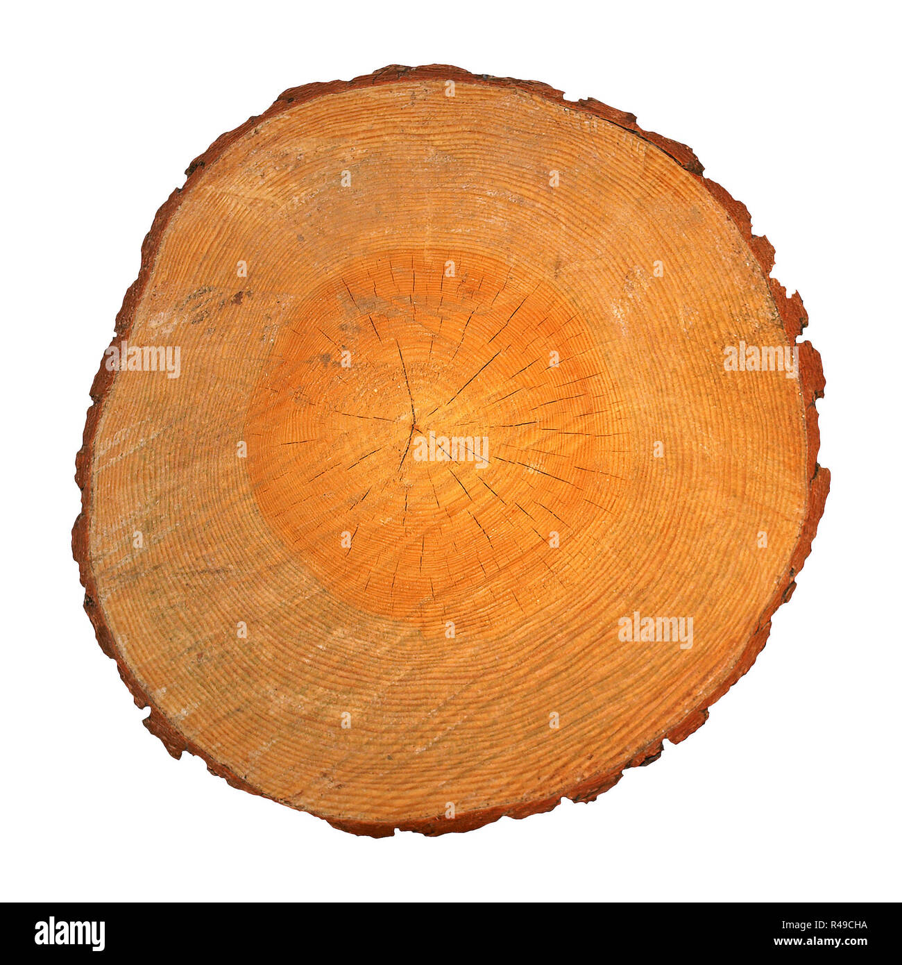 Wood section with growth rings isolated Stock Photo - Alamy