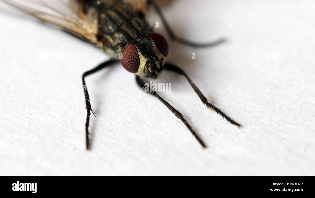 Cadaver fly hi-res stock photography and images - Alamy