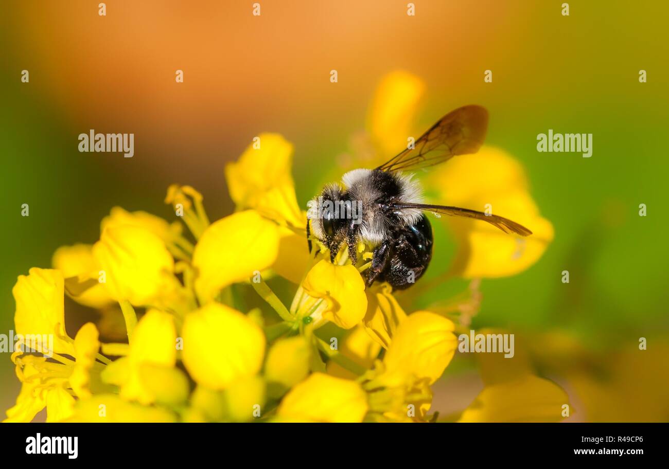 Blumene hi-res stock photography and images - Alamy