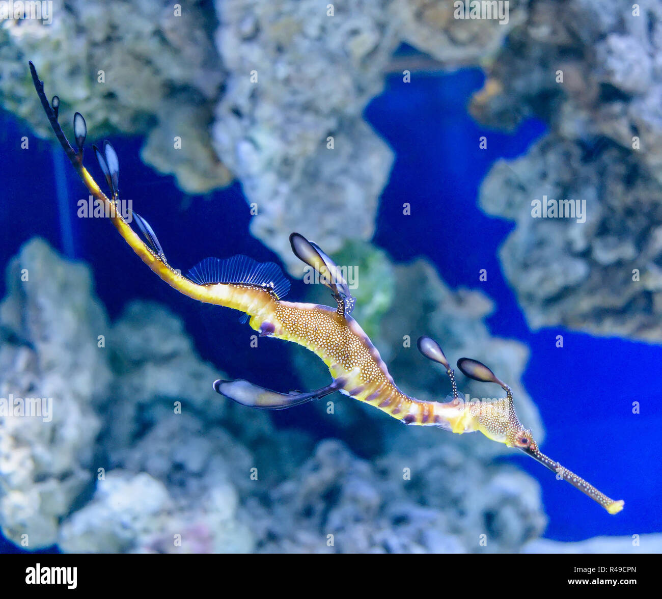 Fish unusual shapes and colors, the inhabitant of sea and ocean depths ...