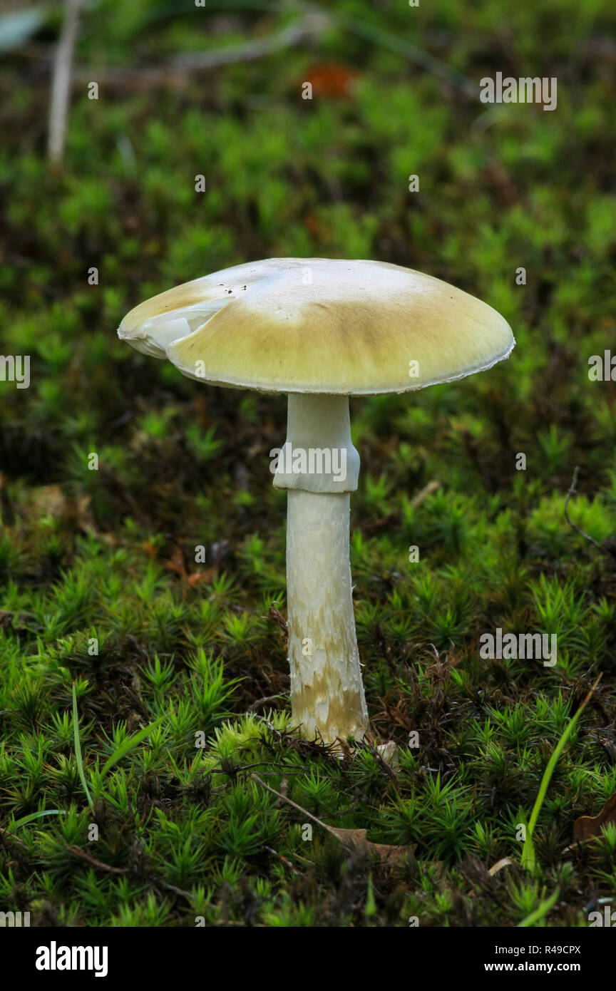 Green death cap mushroom hi-res stock photography and images - Alamy
