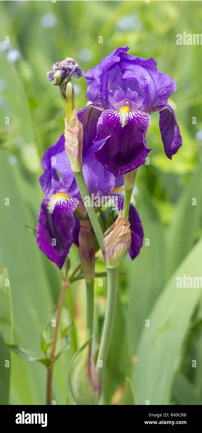 Parfa m hi-res stock photography and images - Alamy