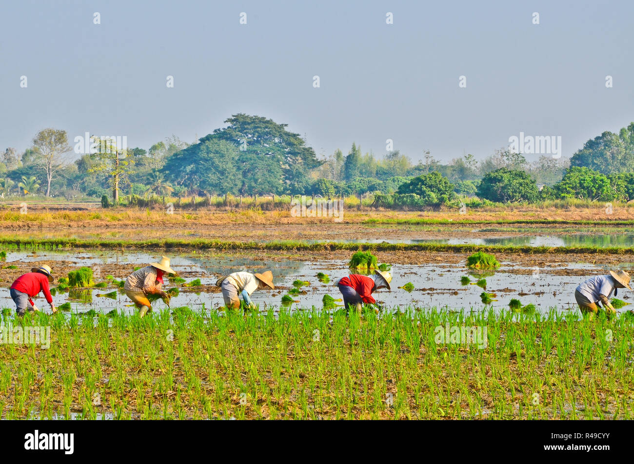 Farmers are planting rice in the farm Stock Photo - Alamy