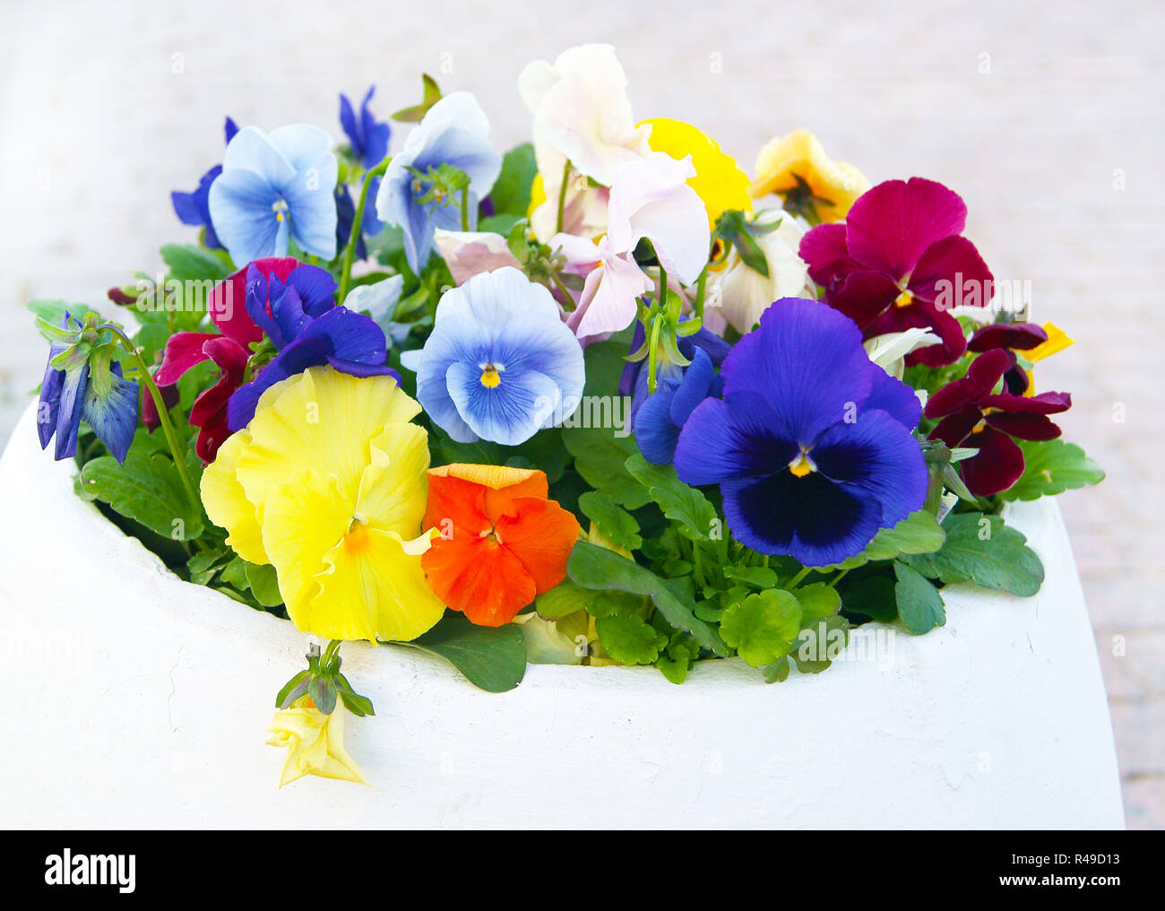 Viola pot evergreen hi-res stock photography and images - Alamy